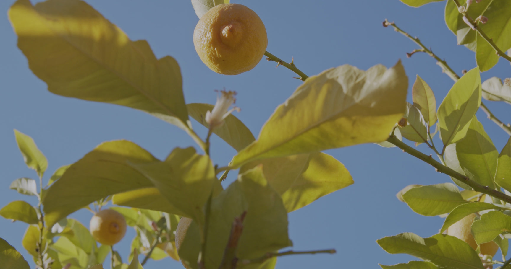 The Whole Hope | Lemon Swirls